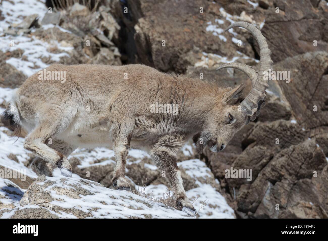 Siberian ibex capra sibirica hi-res stock photography and images - Alamy