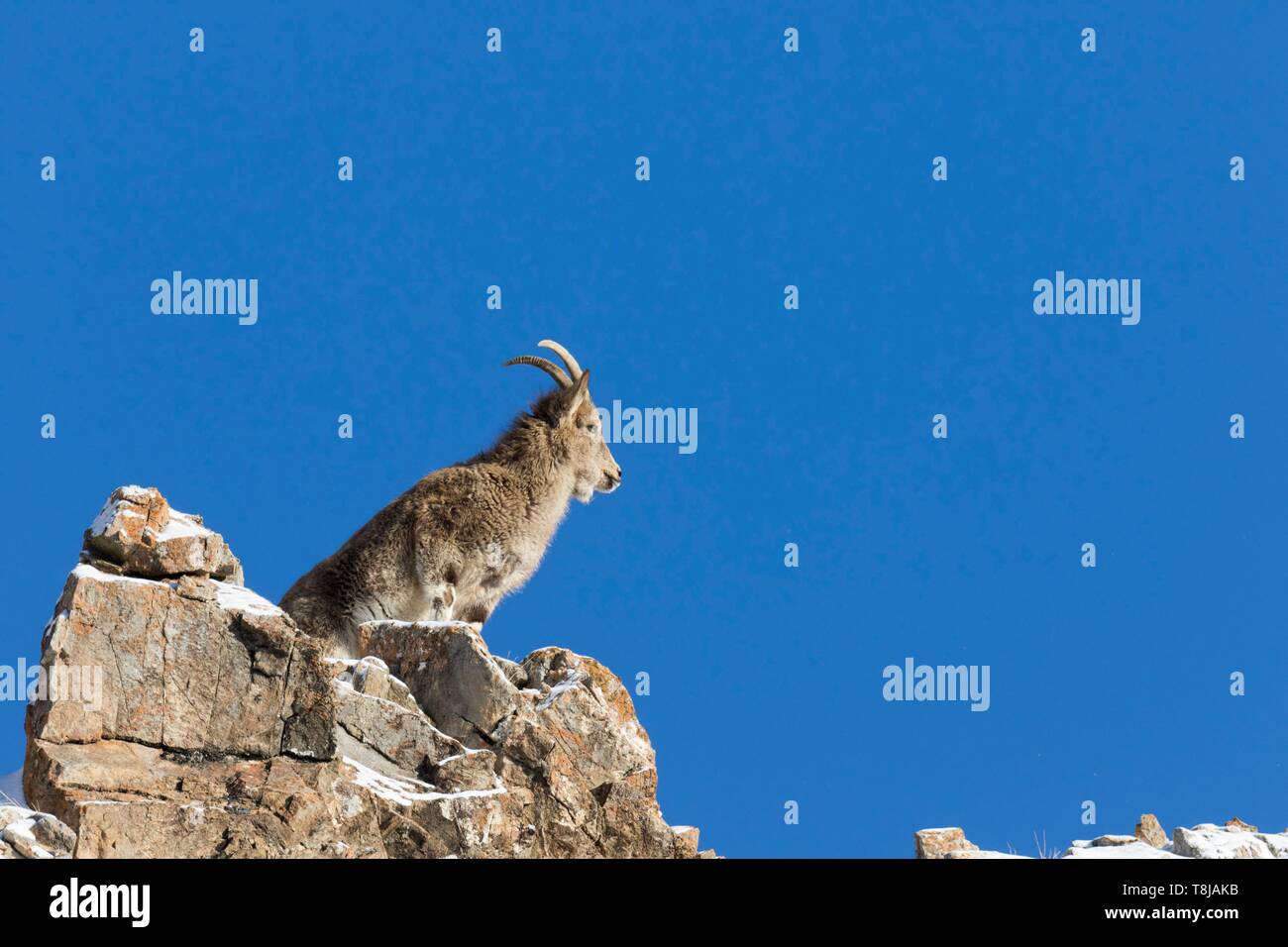 Mongolia, West Mongolia, Altai mountains, Siberian ibex (Capra sibirica ...