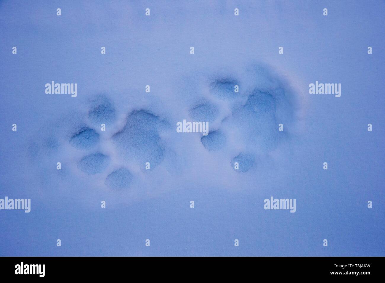 Snow leopard track snow hi-res stock photography and images - Alamy