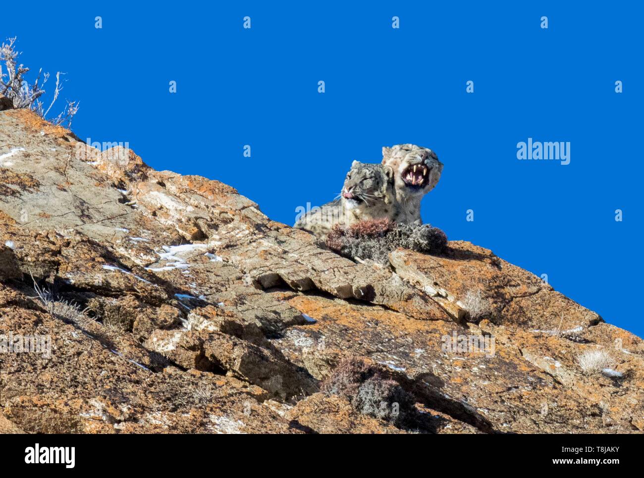 Mongolia, West Mongolia, Altai mountains, Snow leopard or ounce ...