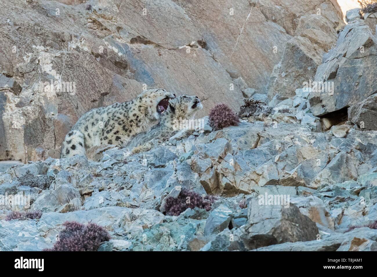 Mongolia, West Mongolia, Altai mountains, Snow leopard or ounce ...
