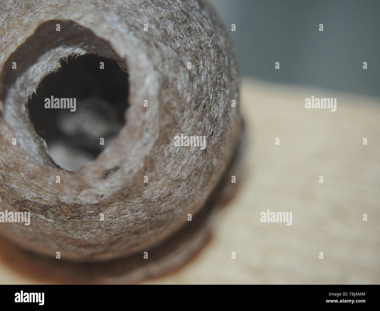 The wasp builds a spherical nest. Dangerous insect. Animal Stock Photo ...