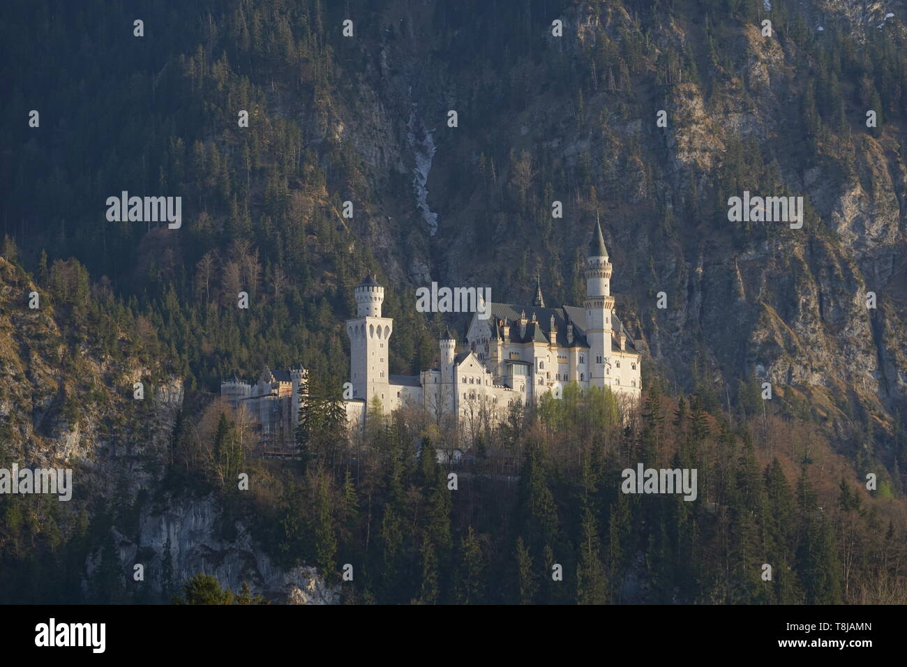Neuschwanstein castle in spring Stock Photo - Alamy