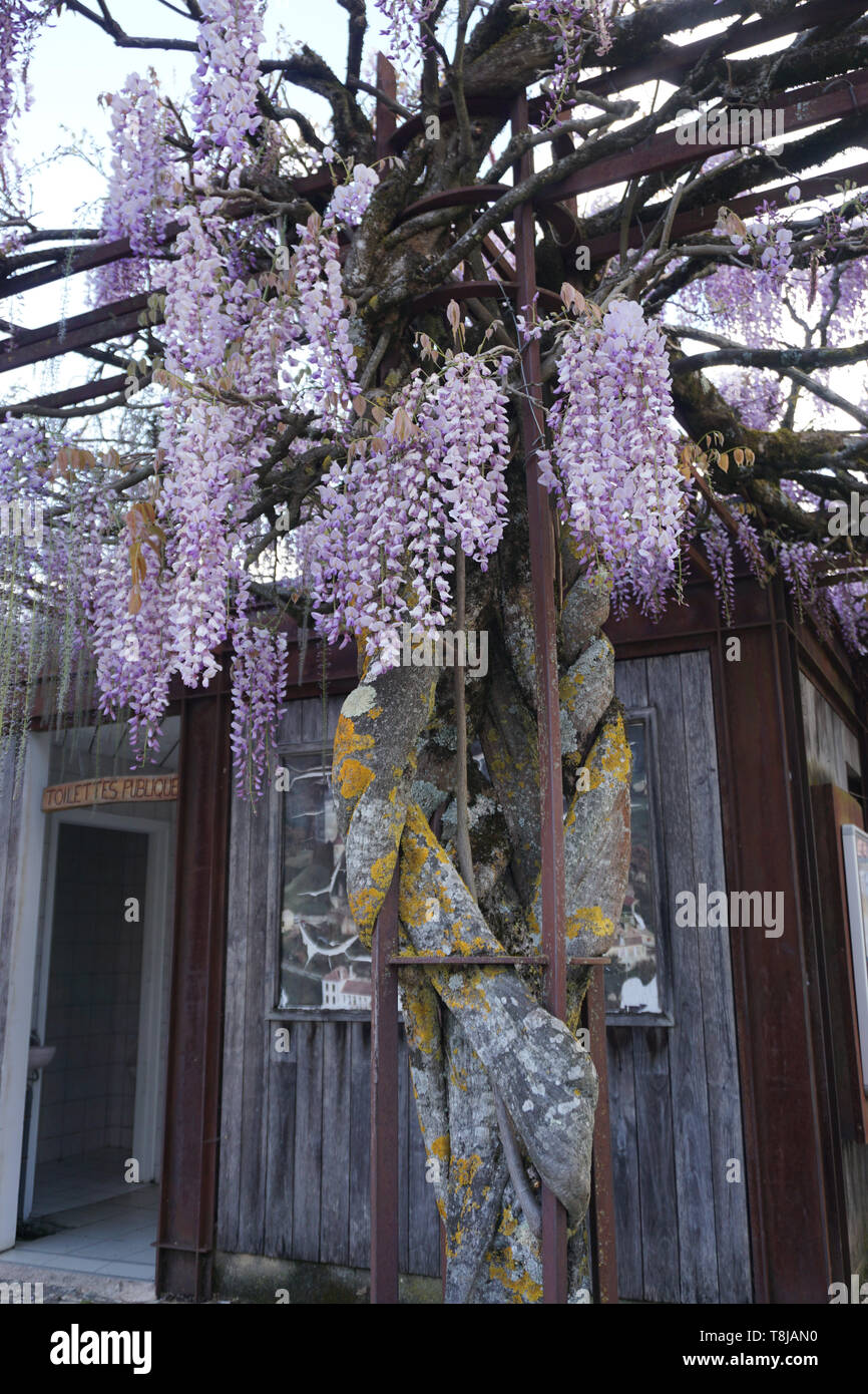 A twirly old root of a purple wisteria plant climbing alongside the ...