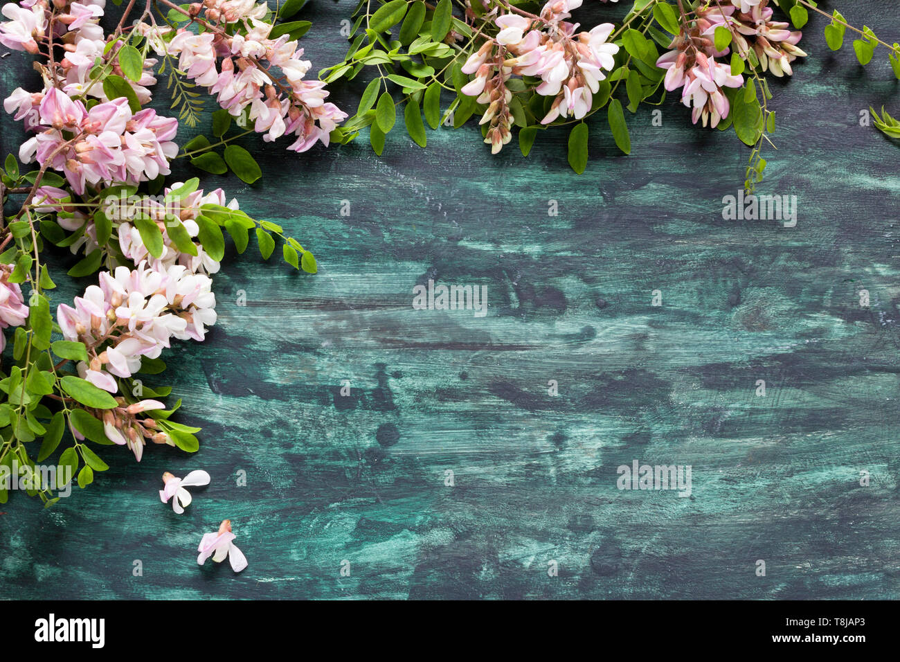 Acacia flower hi-res stock photography and images - Alamy