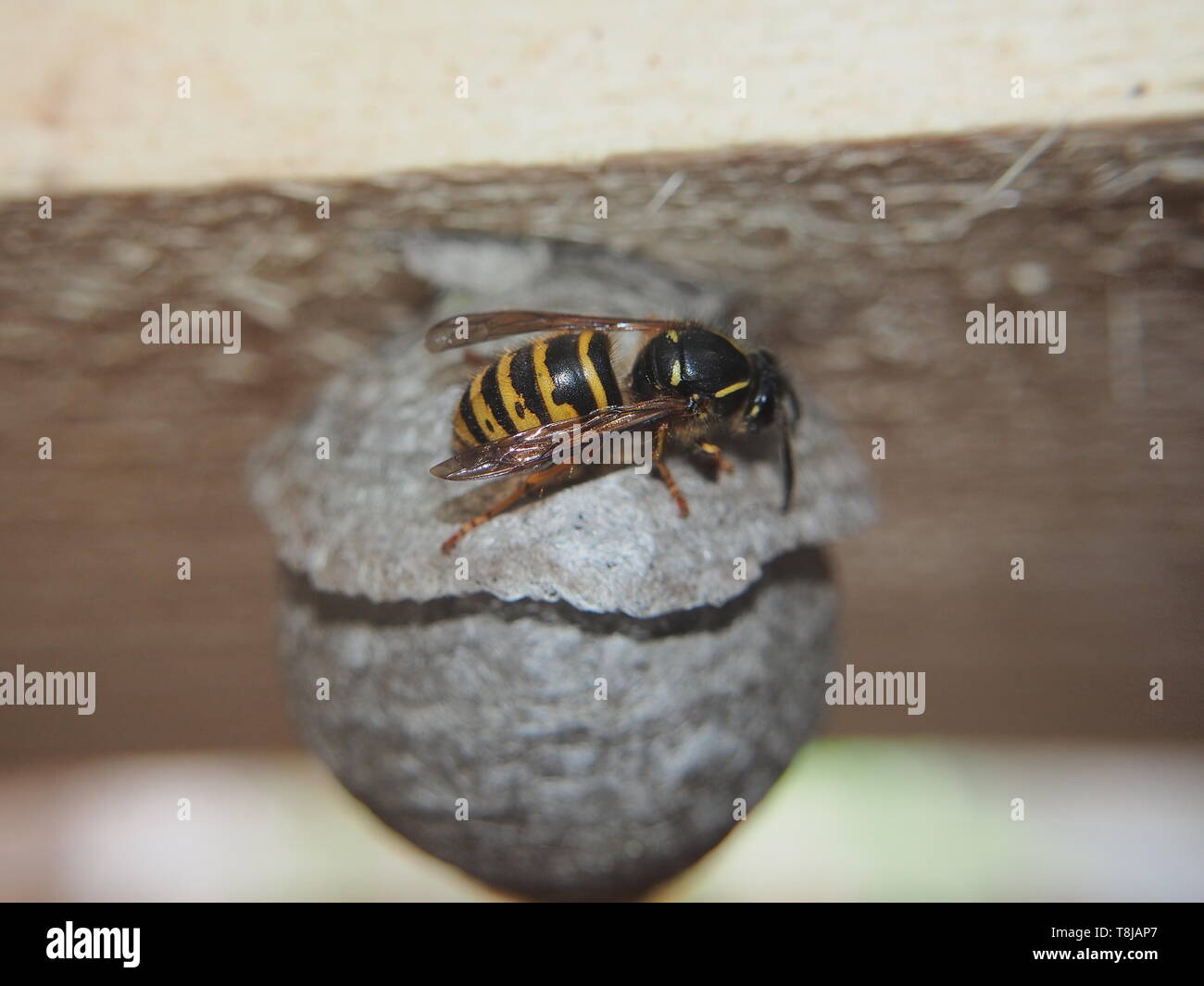 The wasp builds a spherical nest. Dangerous insect. Animal Stock Photo ...