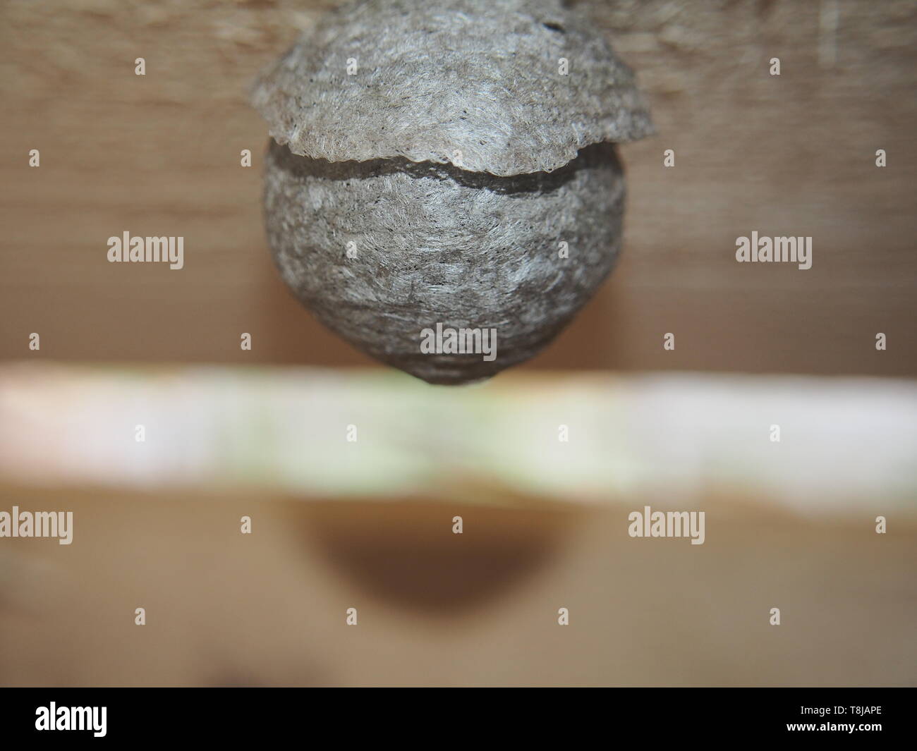 The wasp builds a spherical nest. Dangerous insect. Animal Stock Photo ...