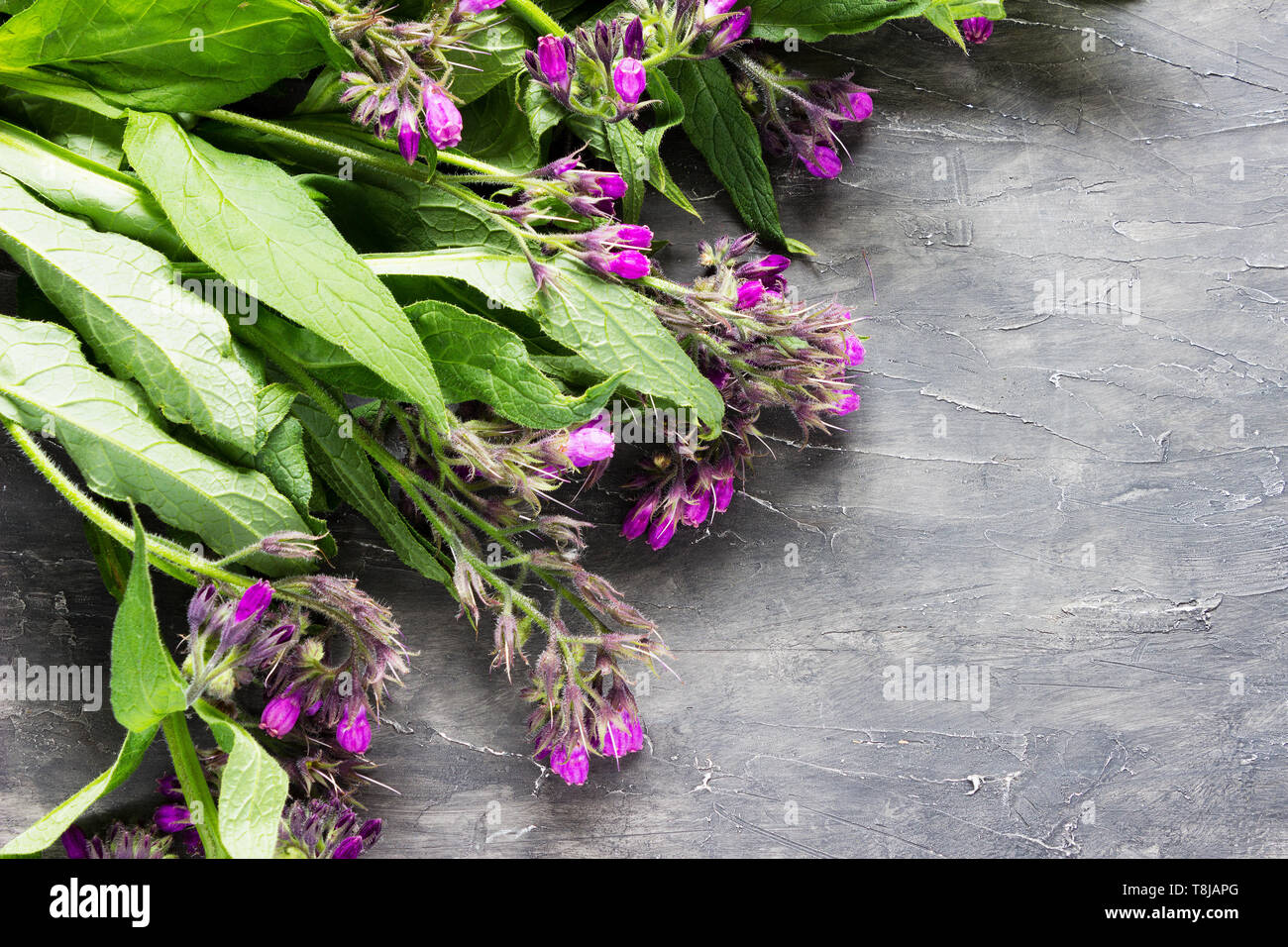 Comfrey medicinal herb (Symphytum officinale Stock Photo - Alamy