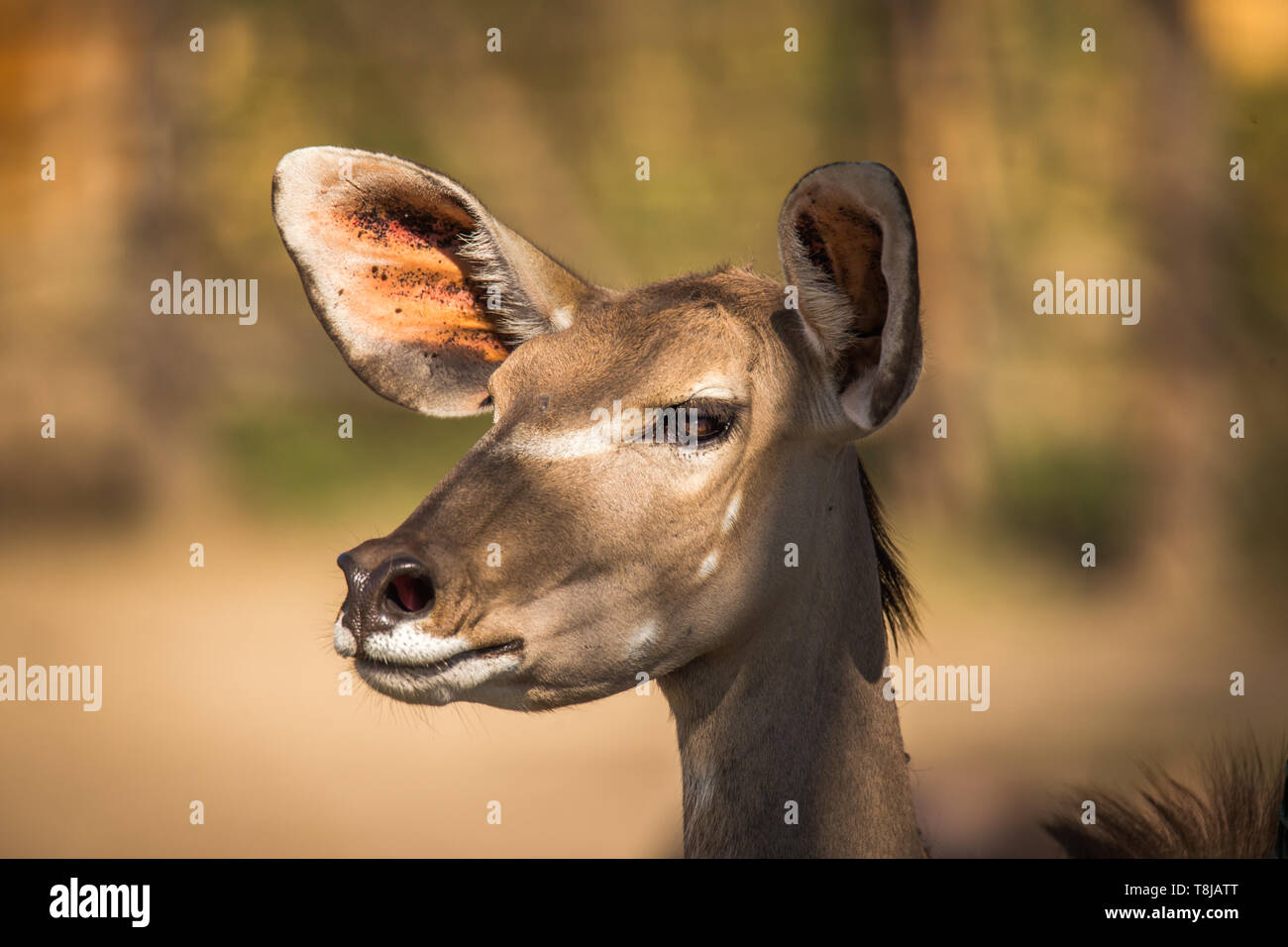 Kudu head and neck hi-res stock photography and images - Alamy