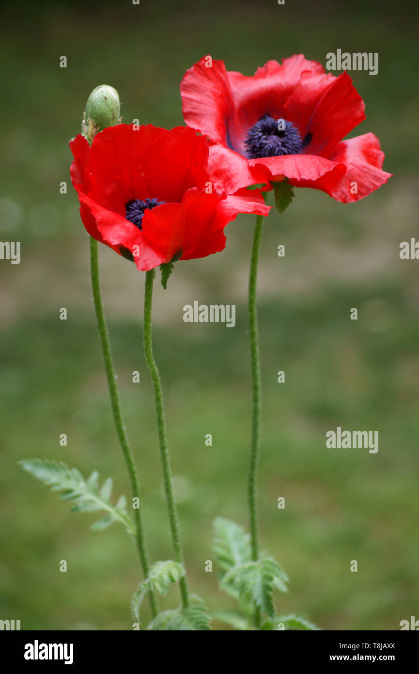 Big red poppy Stock Photo - Alamy