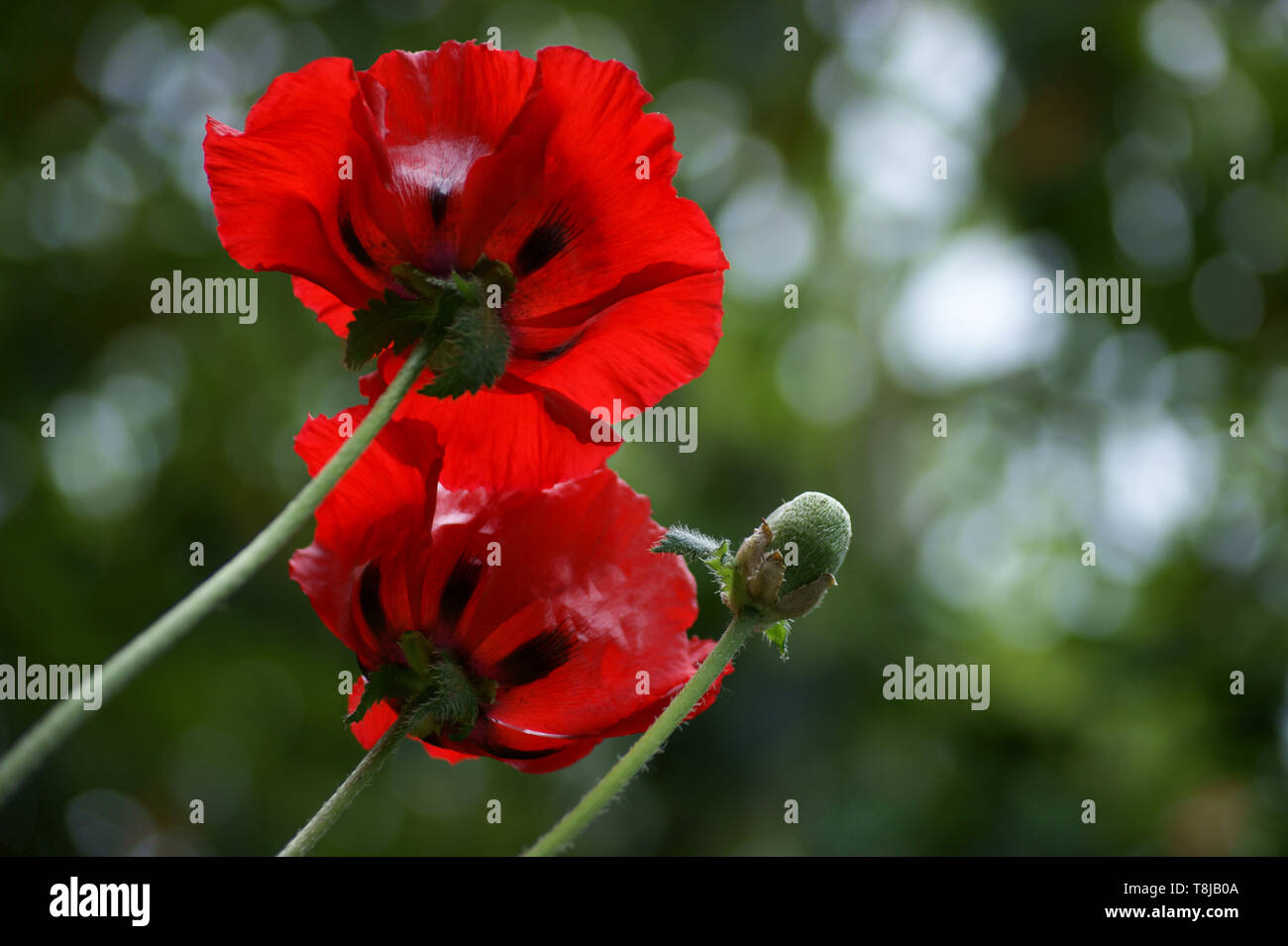 Big red poppy Stock Photo - Alamy