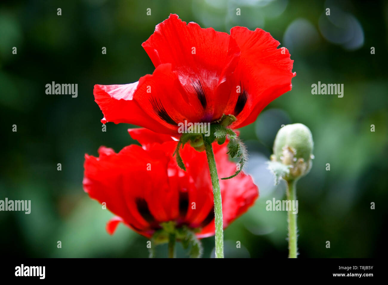 Big red poppy Stock Photo - Alamy