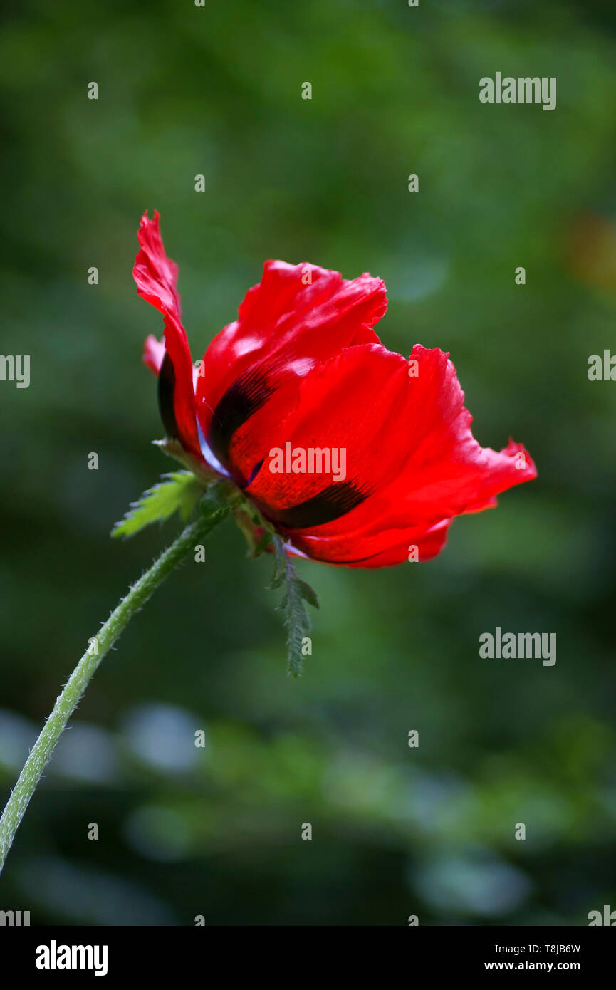 Big red poppy Stock Photo - Alamy
