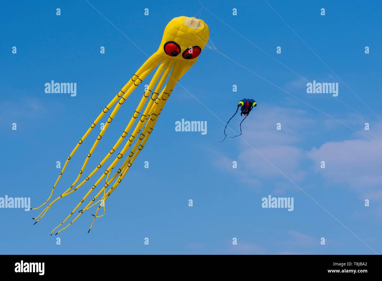 Squid meetings hi-res stock photography and images - Alamy