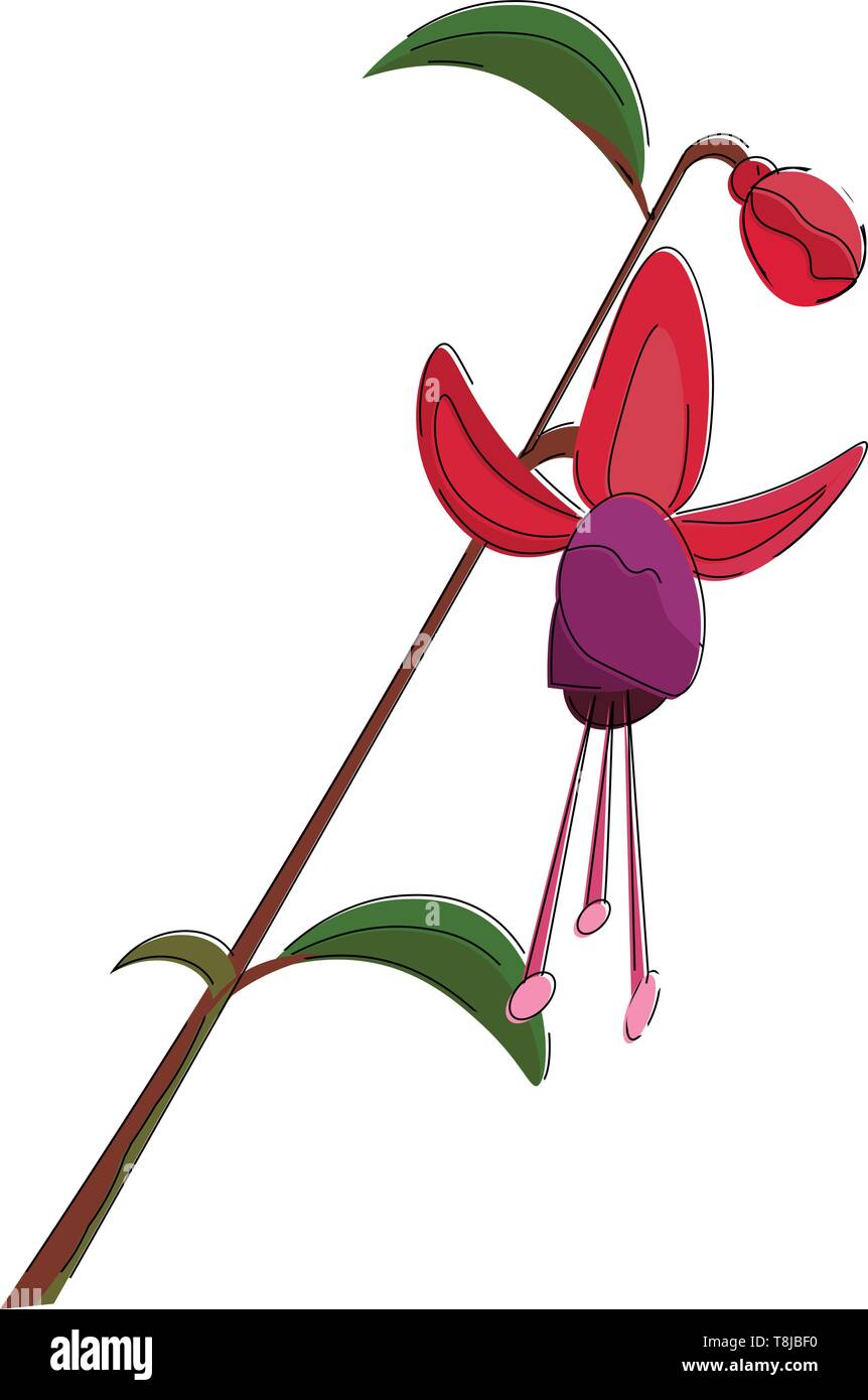 A colour illustration of a fuchsia flower, vector, color drawing or ...