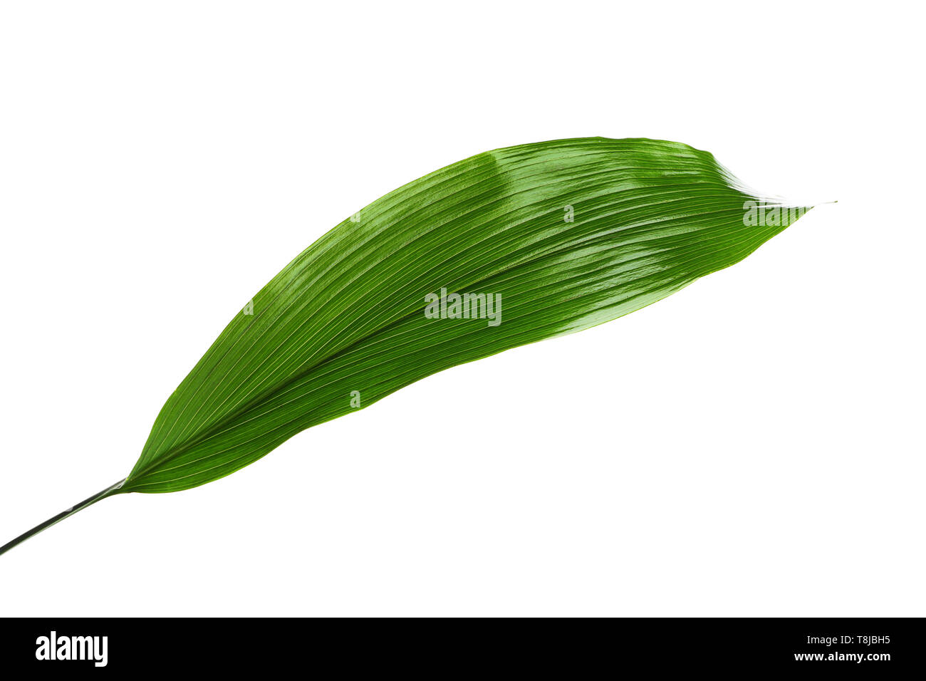 Aspidistra leaf hi-res stock photography and images - Alamy