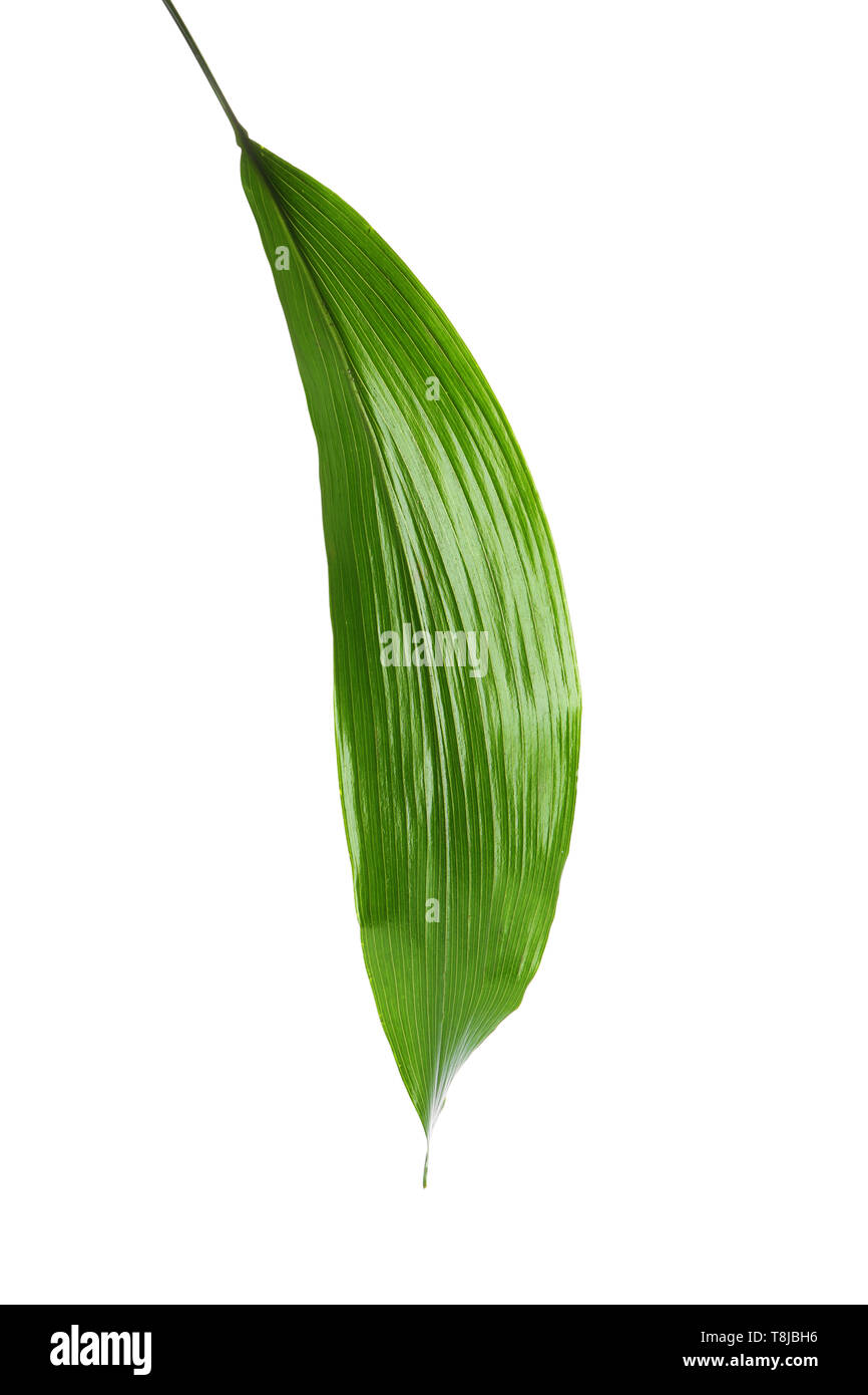 Aspidistra leaf hi-res stock photography and images - Alamy