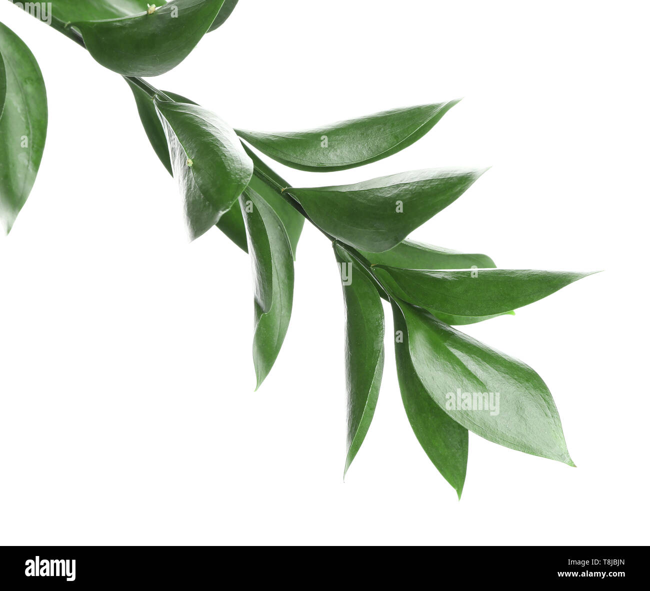 Branch with fresh green Ruscus leaves on white background Stock Photo ...