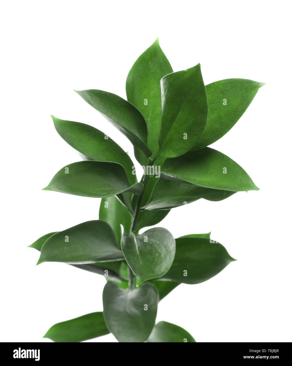 Ruscus leaves hi-res stock photography and images - Alamy