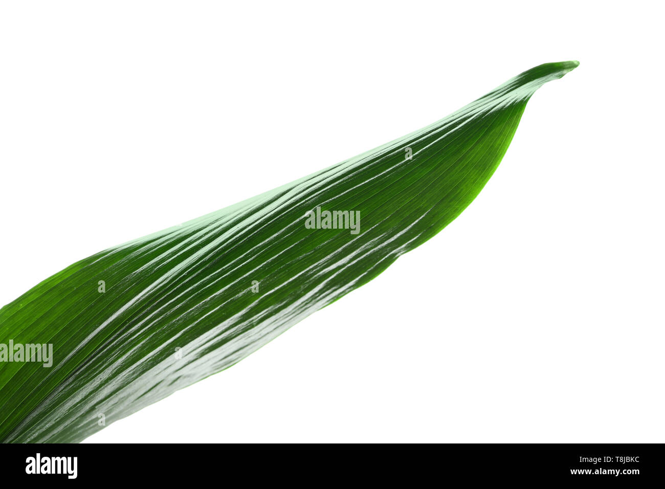 Aspidistra leaf hi-res stock photography and images - Alamy