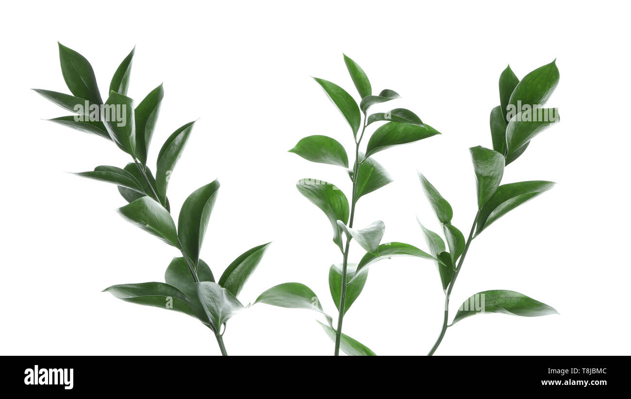 Ruscus leaves hi-res stock photography and images - Alamy