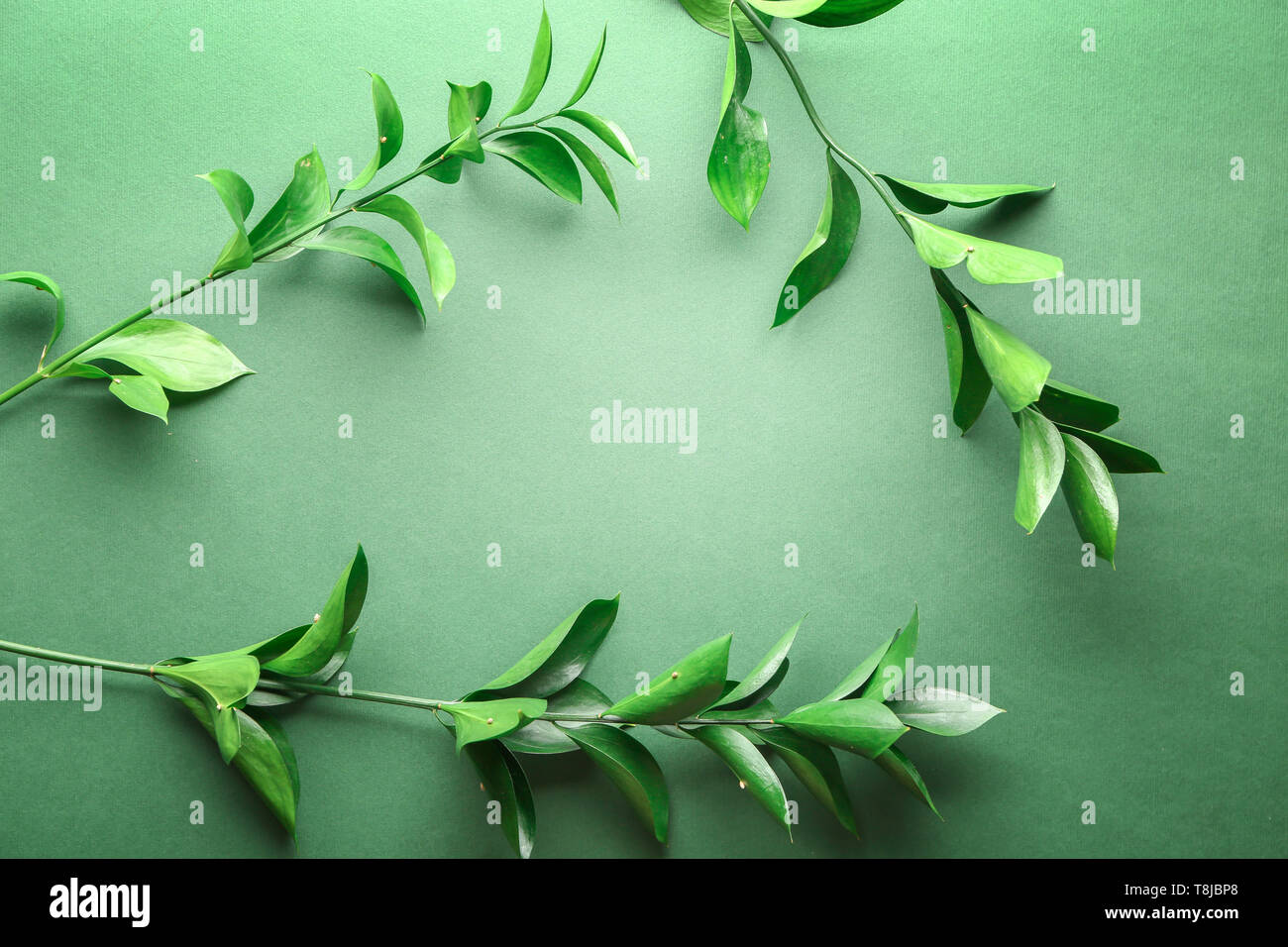 Branches with fresh green Ruscus leaves on color background Stock Photo ...