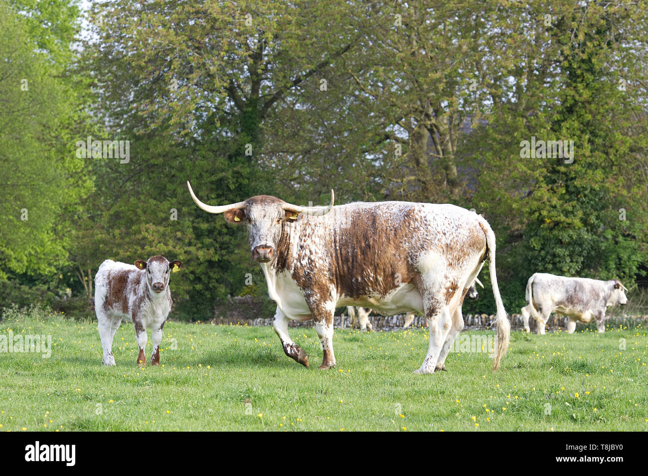 English Longhorn cattle Stock Photo - Alamy