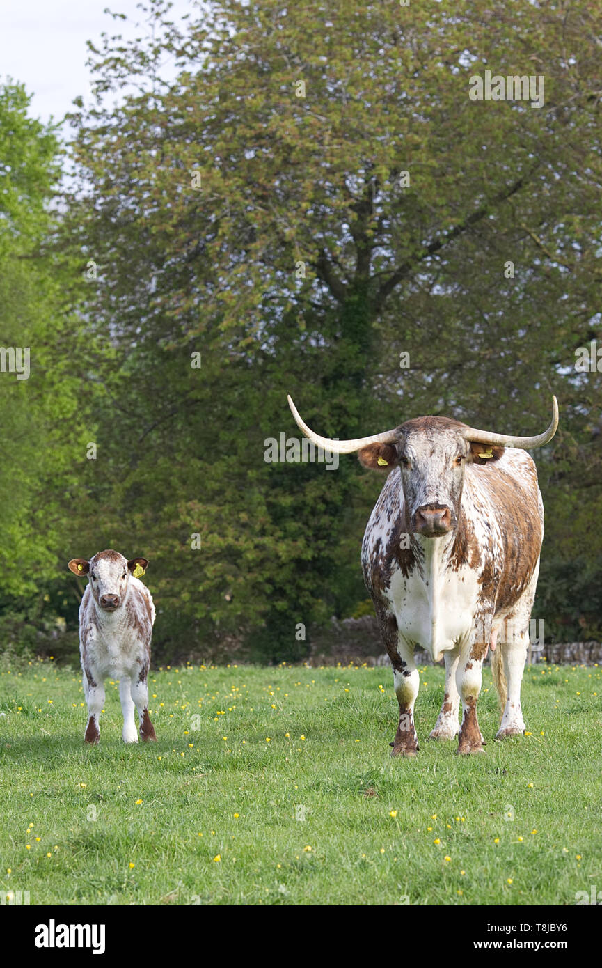 English Longhorn cattle Stock Photo - Alamy