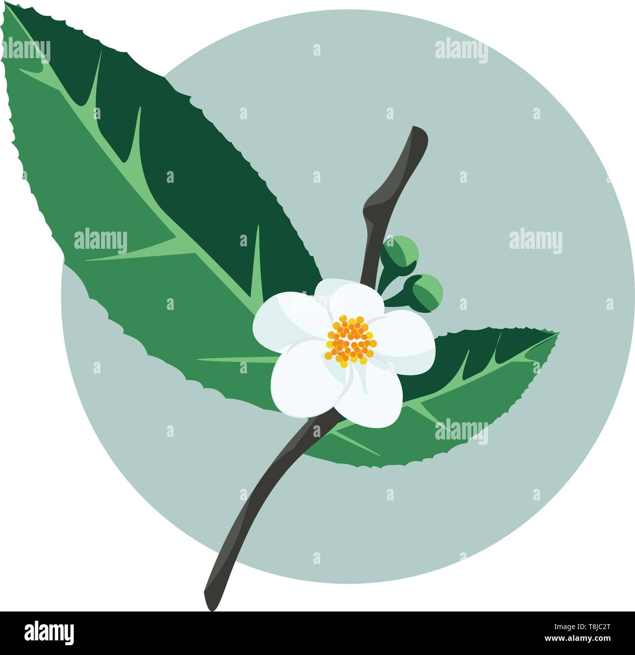 A color illustration of a green tea plant with white flower, vector ...