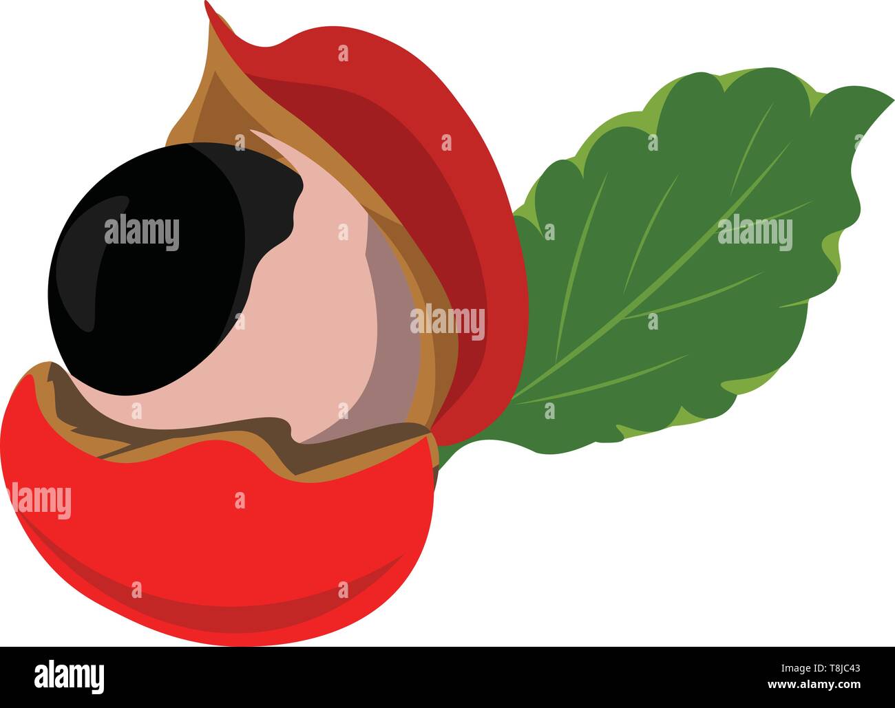 A color drawing of a guarana fruit, vector, color drawing or ...
