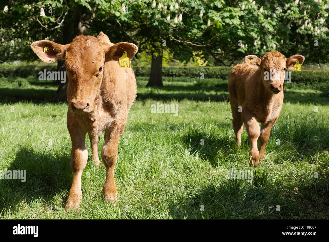 British breeds of cattle hi-res stock photography and images - Alamy