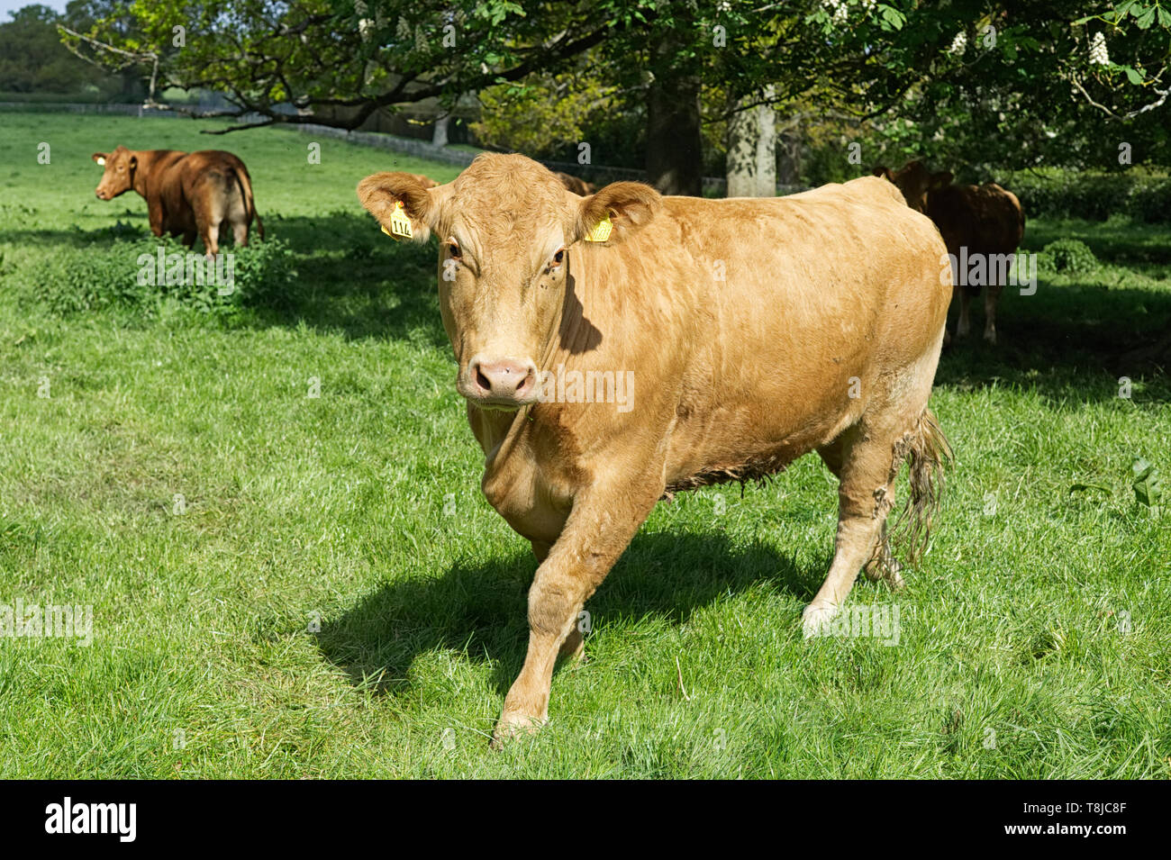 Cattle in the English countryside Stock Photo - Alamy