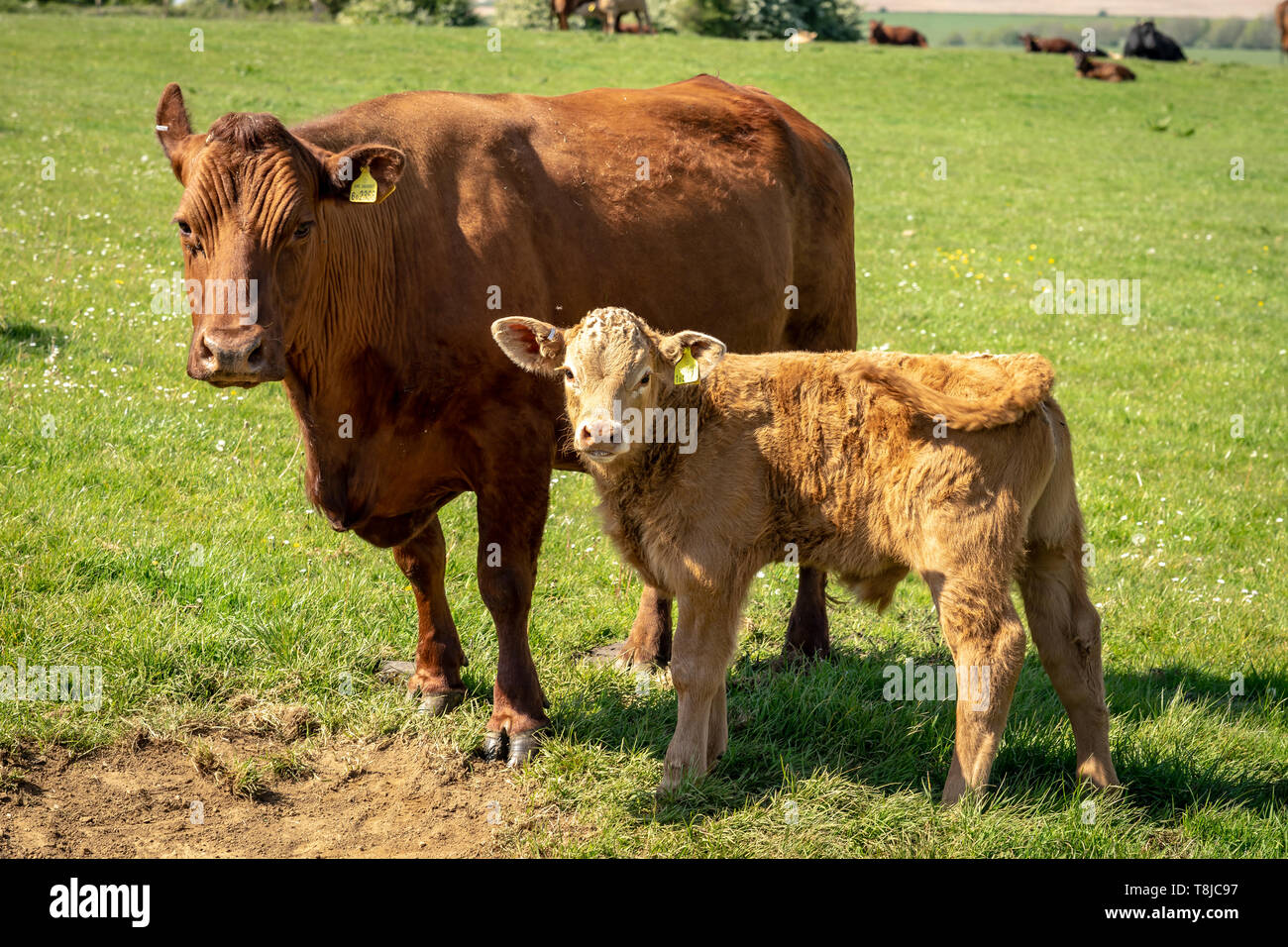 Mother nuturing her offspring Stock Photo - Alamy