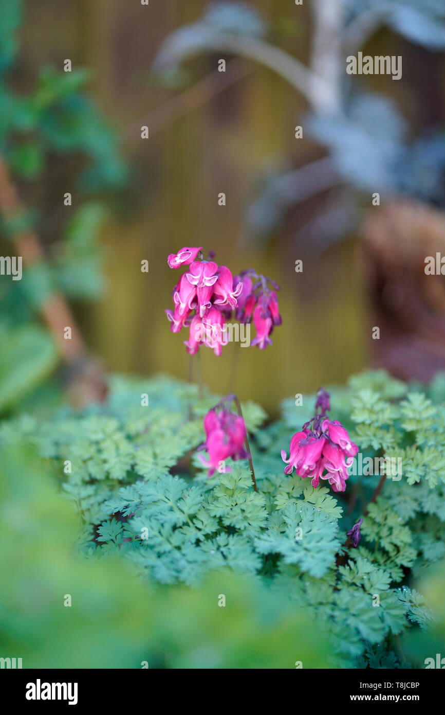 Common bleeding heart flower (Dicentra spectabilis Stock Photo - Alamy
