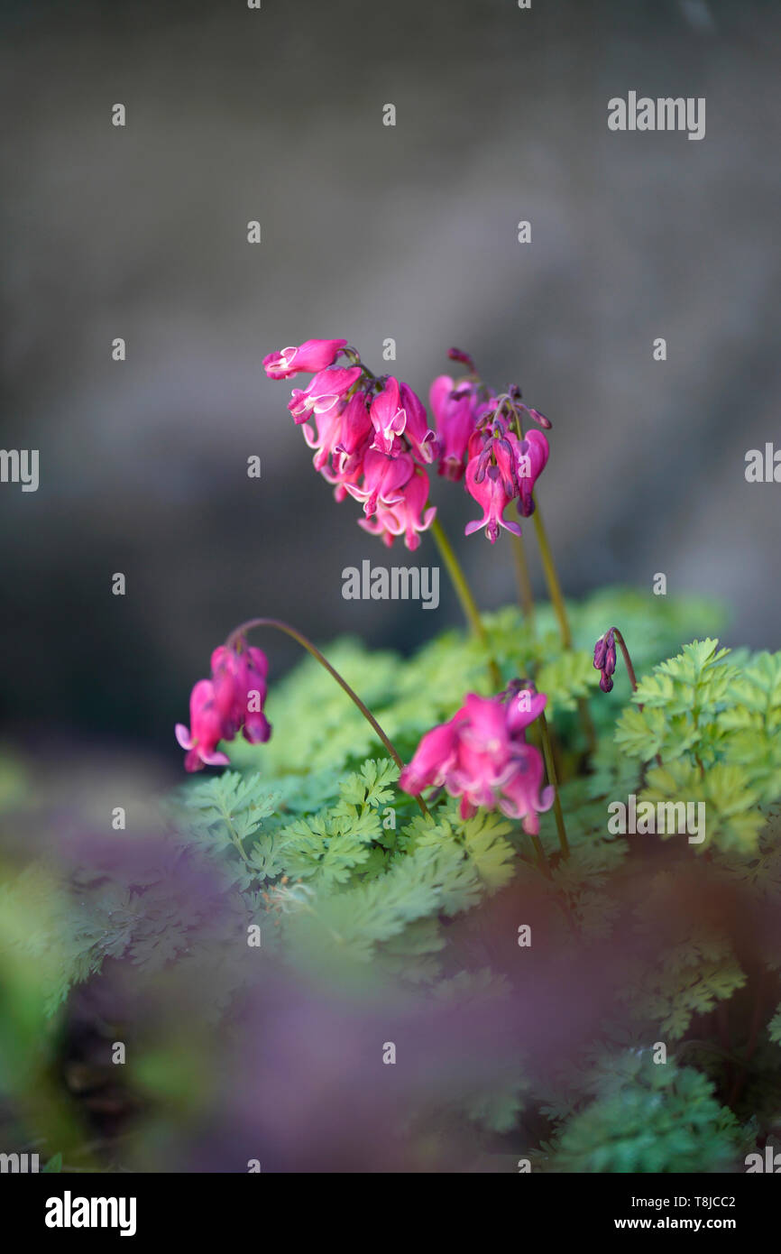 Common bleeding heart flower (Dicentra spectabilis Stock Photo - Alamy