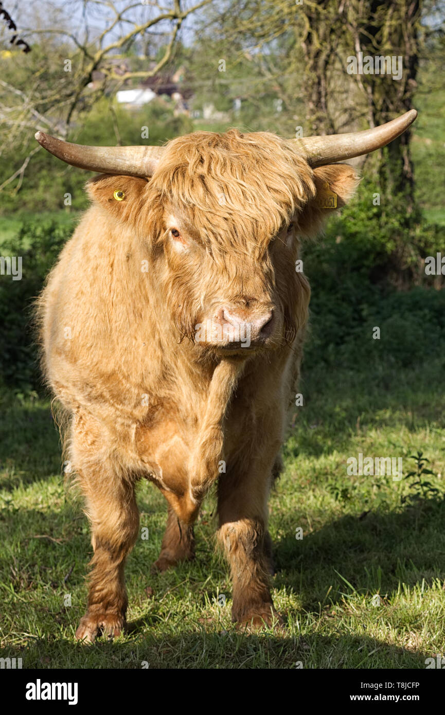 Highland cattle looking up hi-res stock photography and images - Alamy