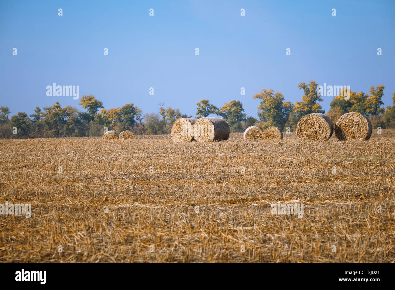 Hay bail harvesting in wonderful autumn farmers field landscape with ...