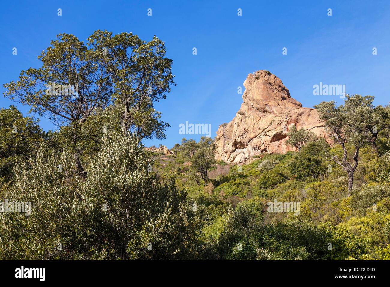 Rhyolite rock hi-res stock photography and images - Alamy