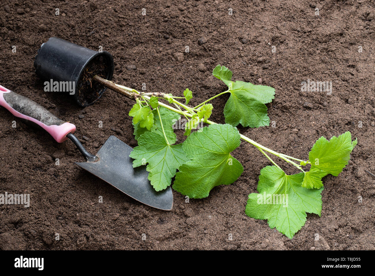 Baby red currant plant in black pot on soil. Ready for planting Stock ...