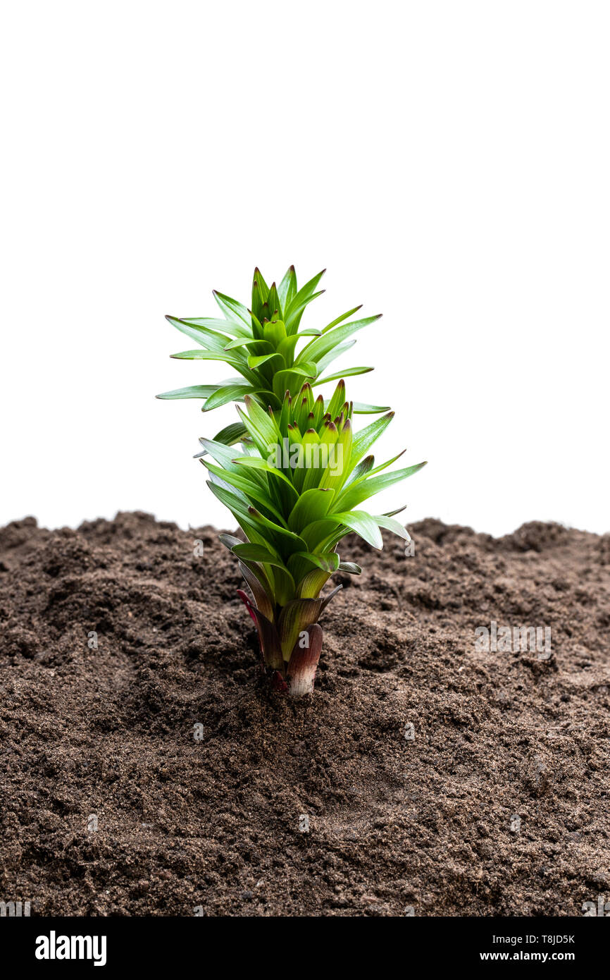 Little lily flower sprouts in soil isolated on white Stock Photo - Alamy