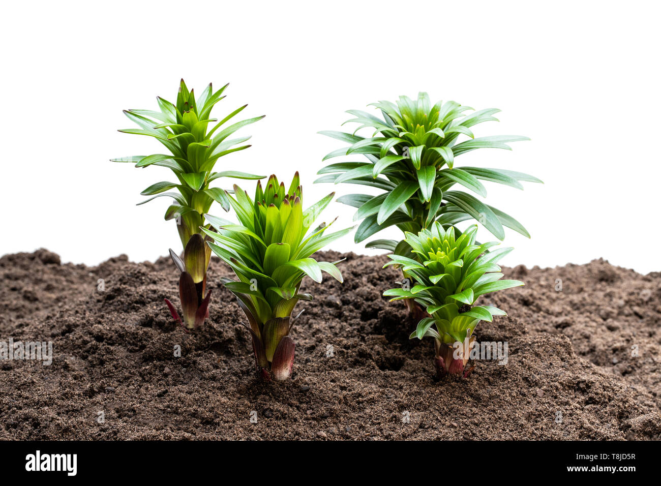Little lily flower sprouts in soil isolated on white Stock Photo - Alamy