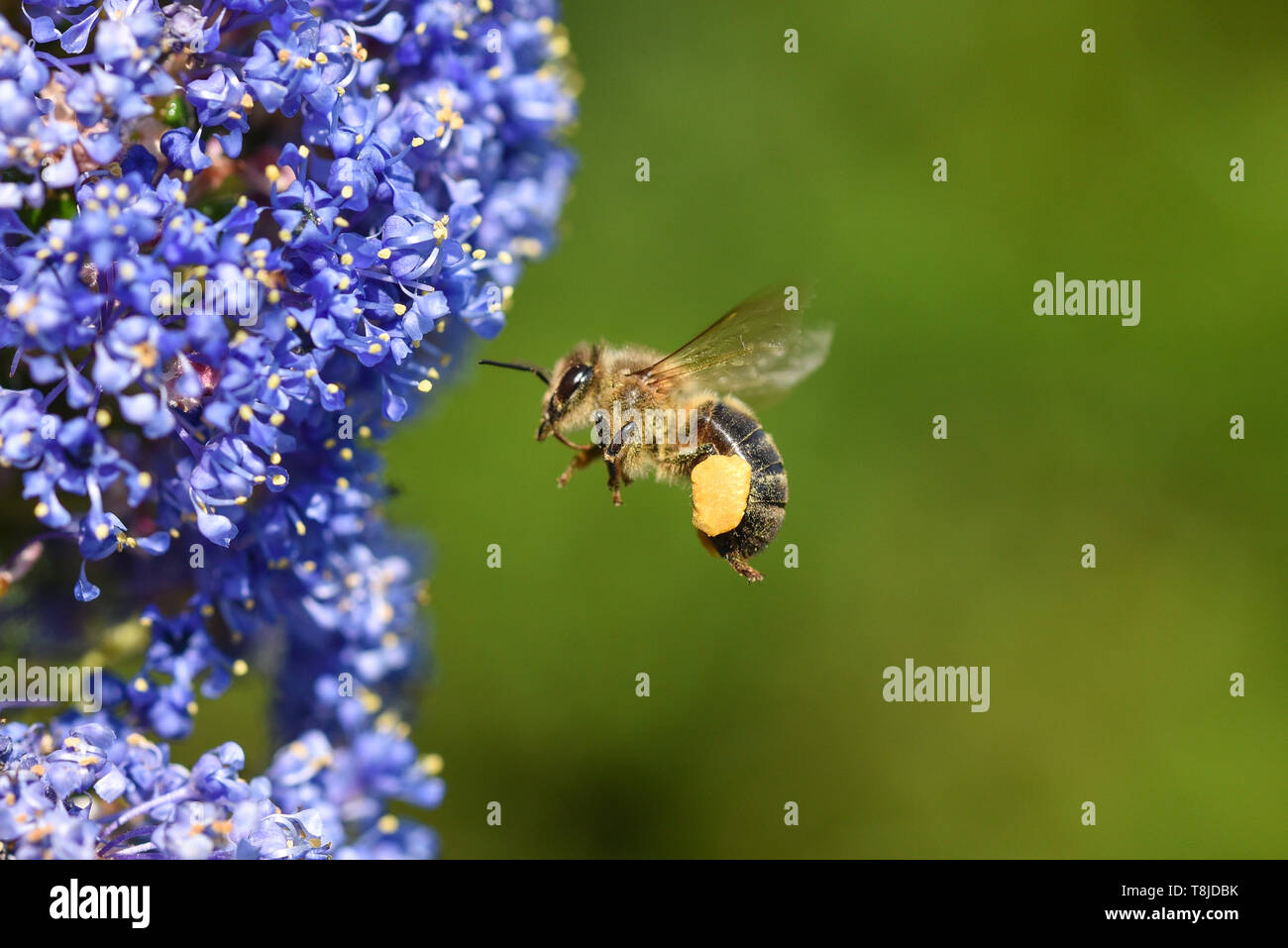 Bee collecting pollen Stock Photo - Alamy