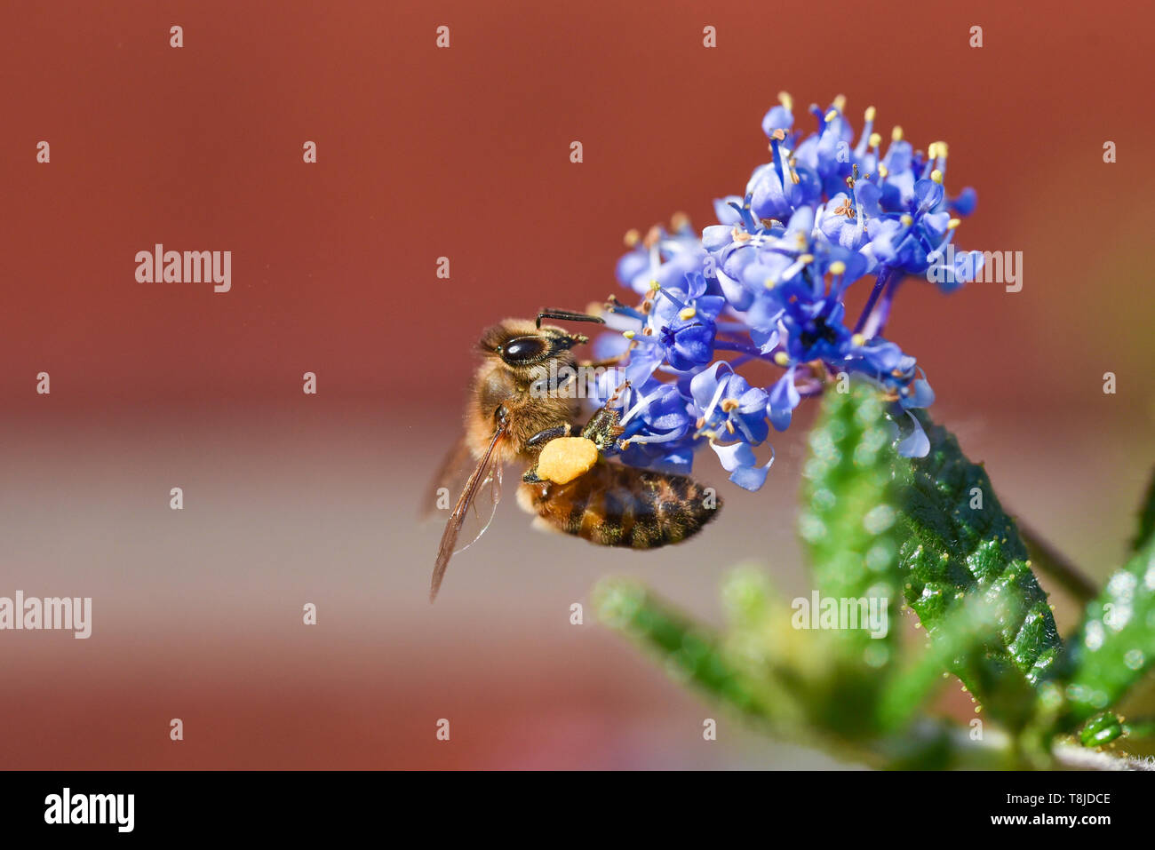 Flowers blossom bee pollen flying hi-res stock photography and images ...