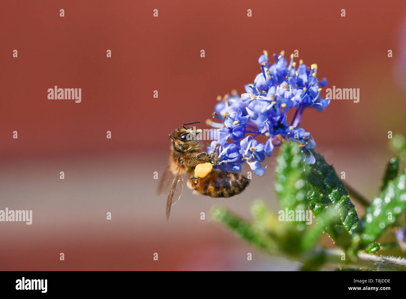 Bee collecting pollen Stock Photo - Alamy