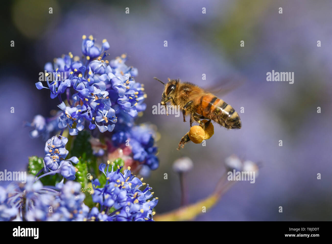 Flying honey bee pollen hi-res stock photography and images - Alamy