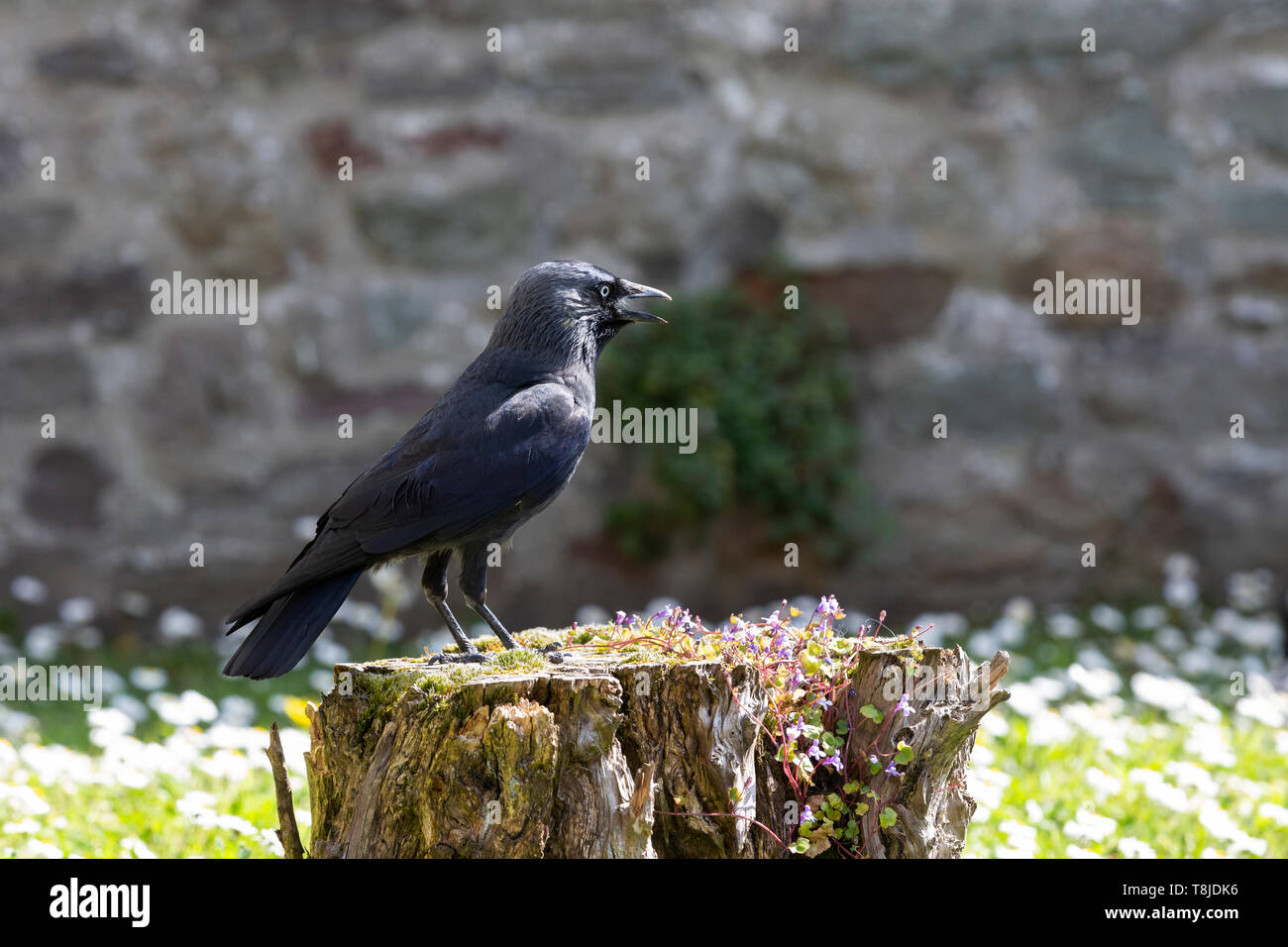 Side profile of bird hi-res stock photography and images - Alamy