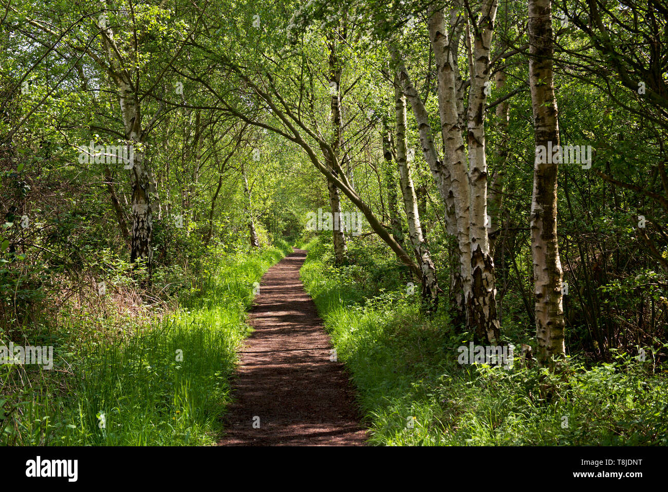 Potteric Carr, a Yorkshire Wildlife Trust nature reserve, near ...