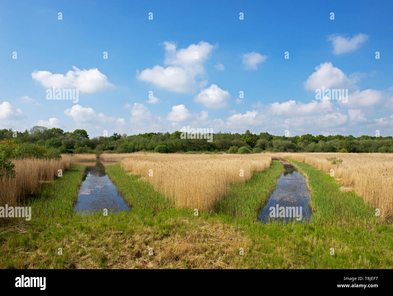 Potteric Carr High Resolution Stock Photography and Images - Alamy
