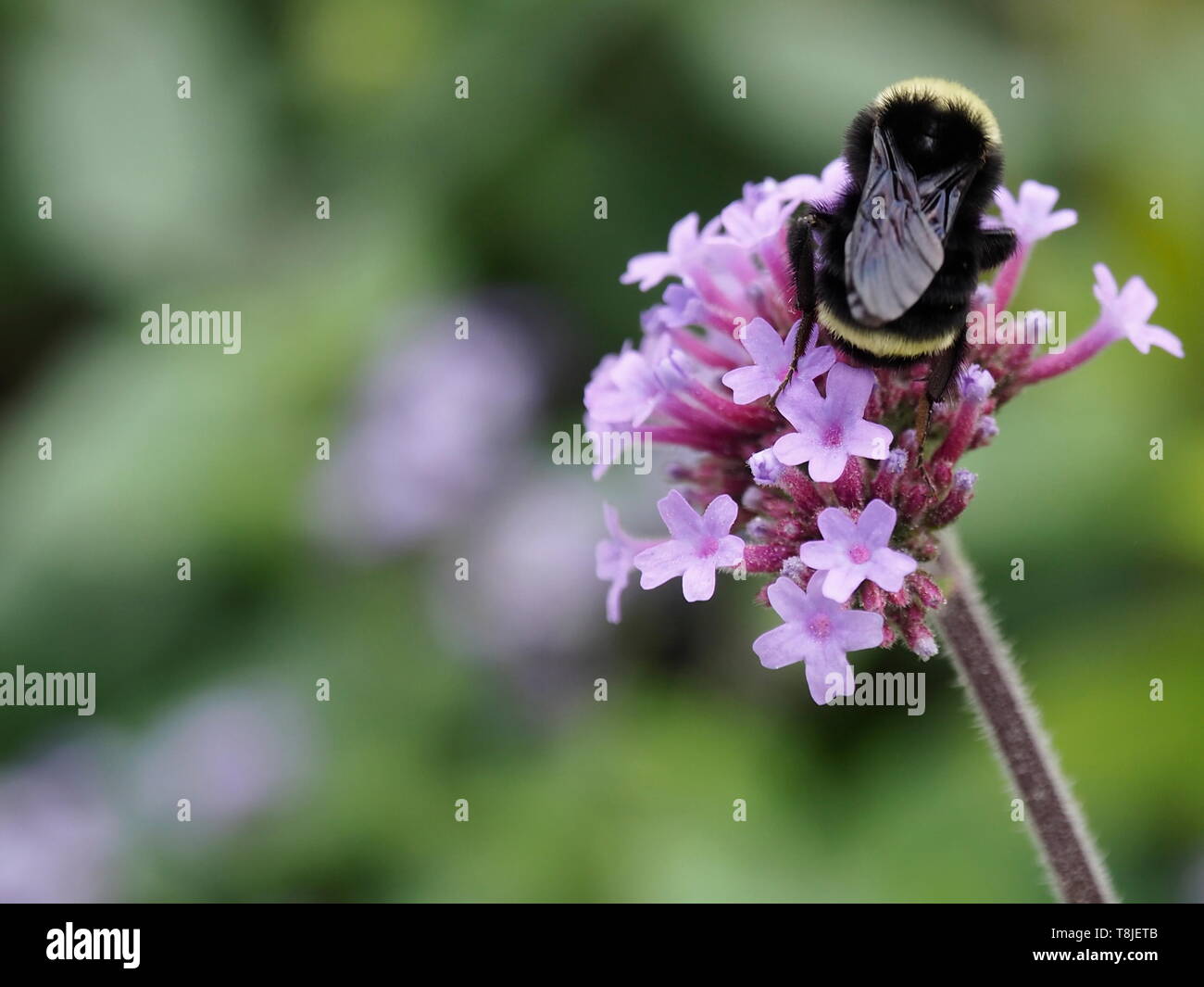 Bee gathering nectar from a flower in Stanley Park, Vancouver, Canada ...