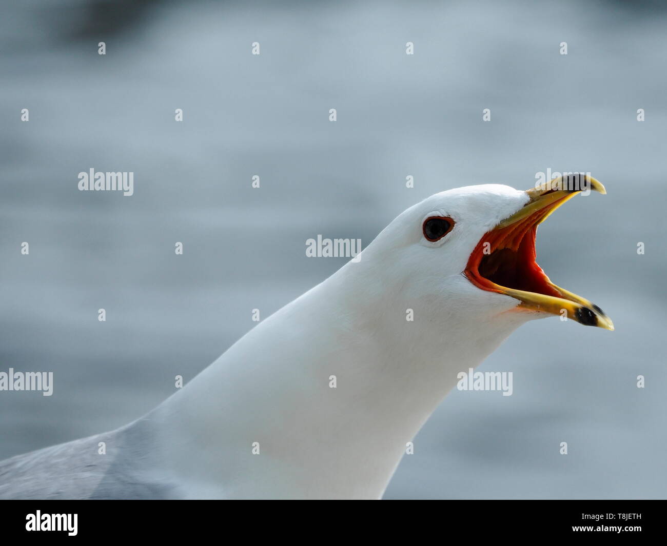 Birds of east coast hi-res stock photography and images - Alamy
